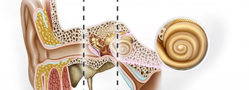 About Hearing Loss - Ears To You
